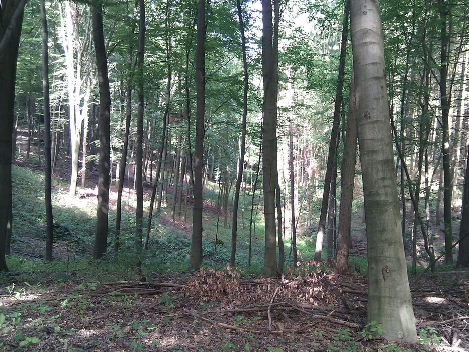 Wandern: Durch den Aaper Wald (Tour 108490)