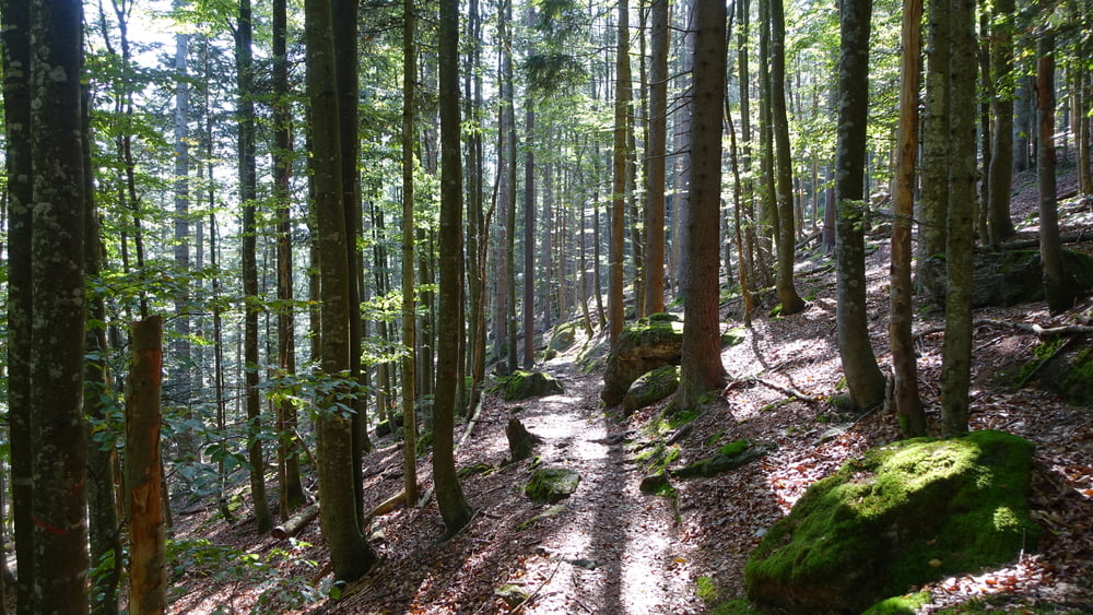 Wandern: Vom Parkplatz Schönebene zum Silberberg (Tour 181717)