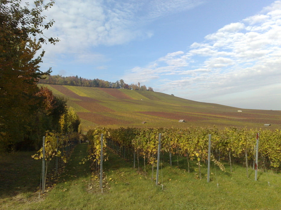 Wandern: Rundwanderung Heuchelberg (Tour 103066)