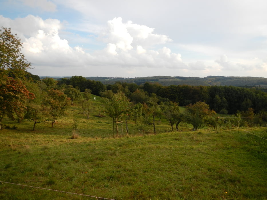 Mountainbike: Algenrodt - Mackenrodt - Siesbach - Hettenrodt (Tour 139628)